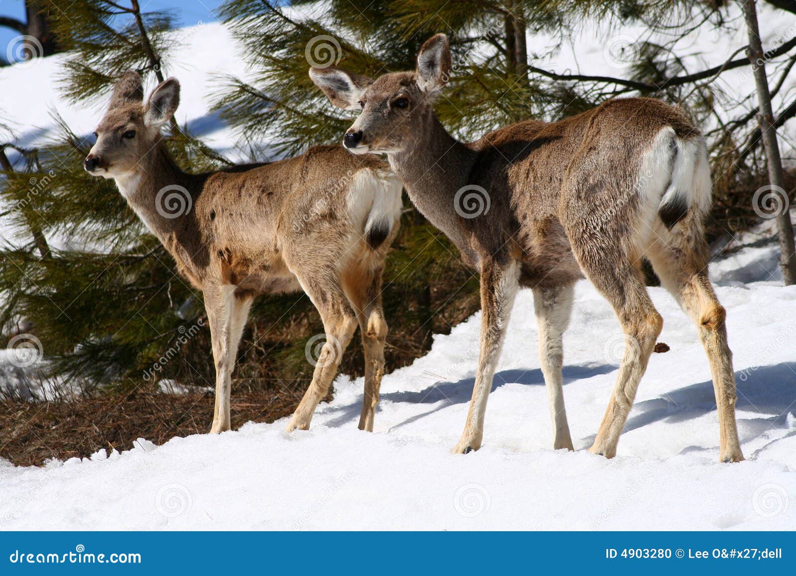 Mule Deer 1 stock photo. Image of forest, wild, spring - 4903280