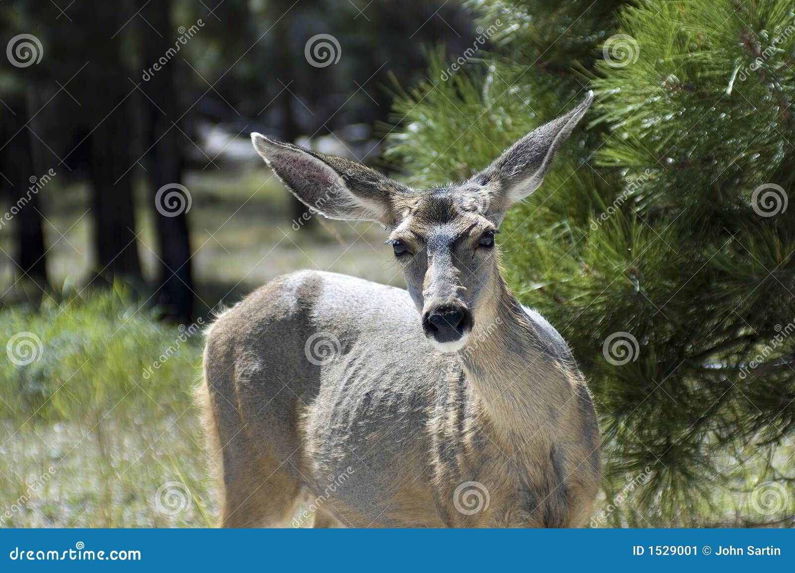 Mule Deer stock image. Image of animal, deer, ears, female - 1529001