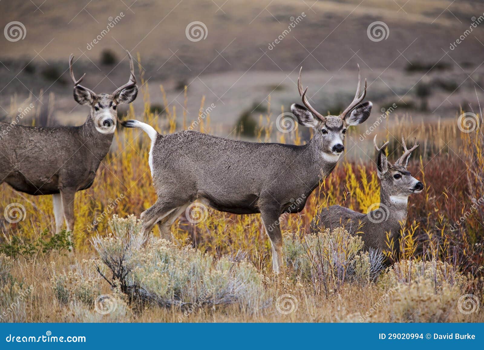 Mule Deer Droppings In A Pile Royalty-Free Stock Image | CartoonDealer ...