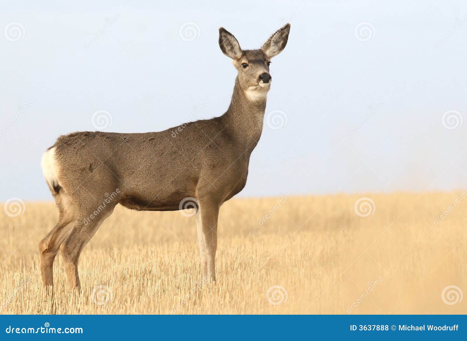 Mule Deer stock photo. Image of shoot, wildlife, wheat - 3637888