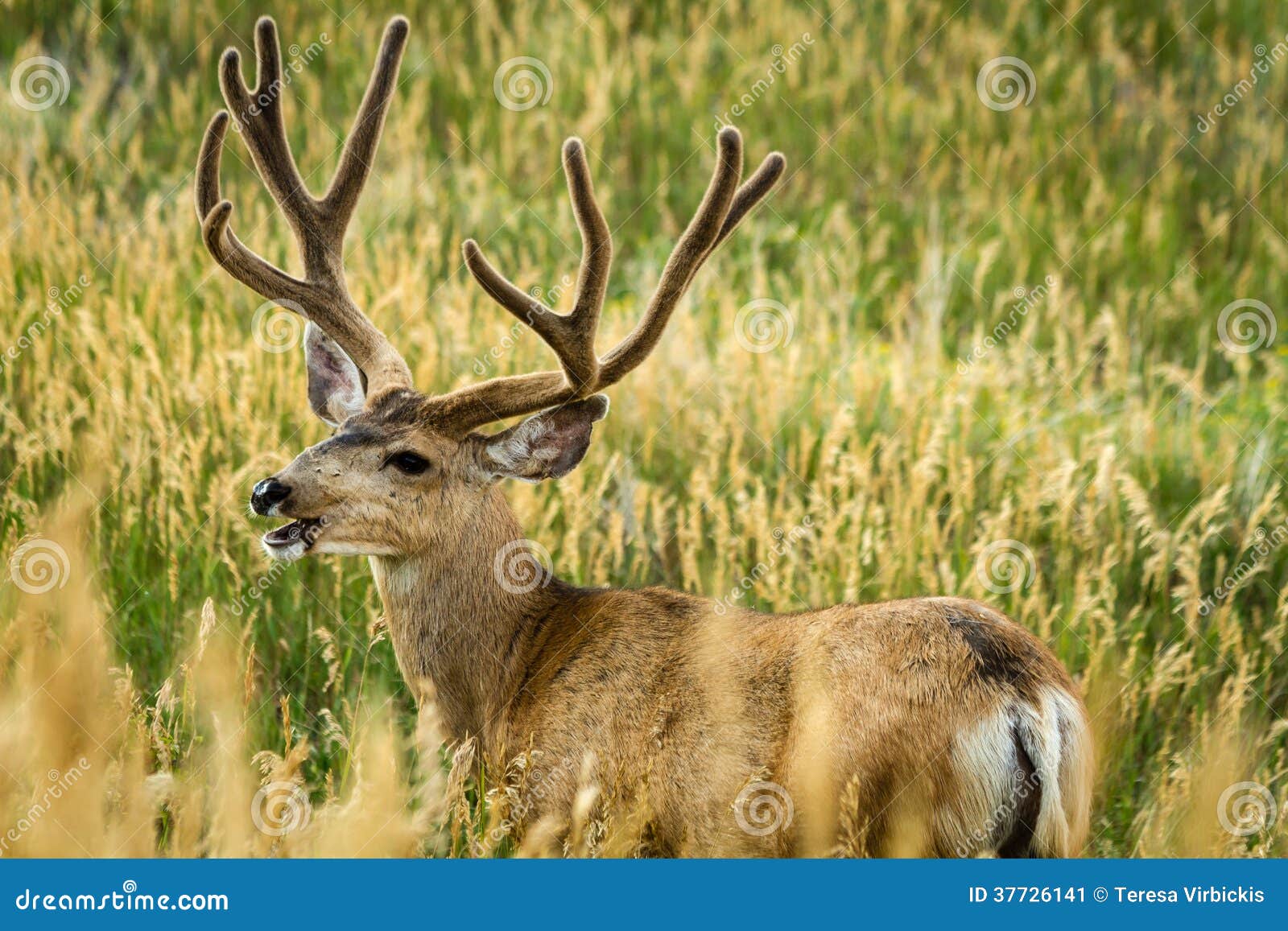 Mule Deer stock image. Image of american, environment - 37726141
