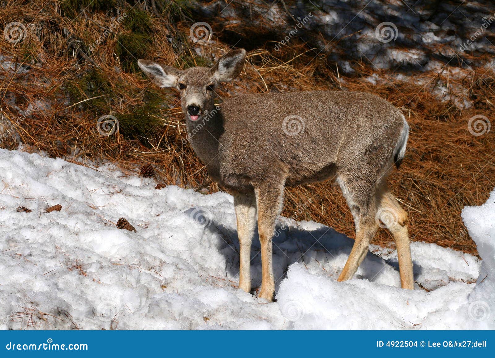 Mule Deer 6 stock photo. Image of brows, wildlife, pair - 4922504