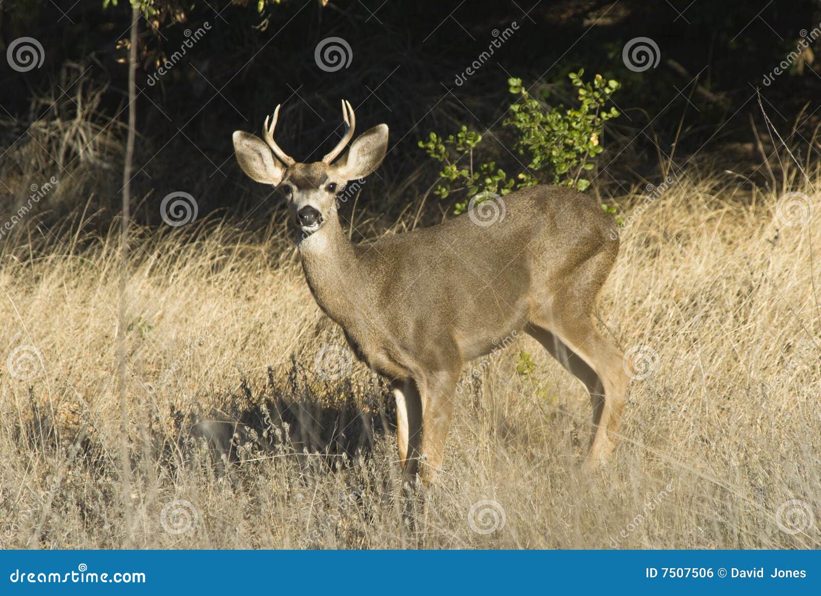 California Mule Deer Odocoileus Hemionus Californicus At Asilo Royalty ...