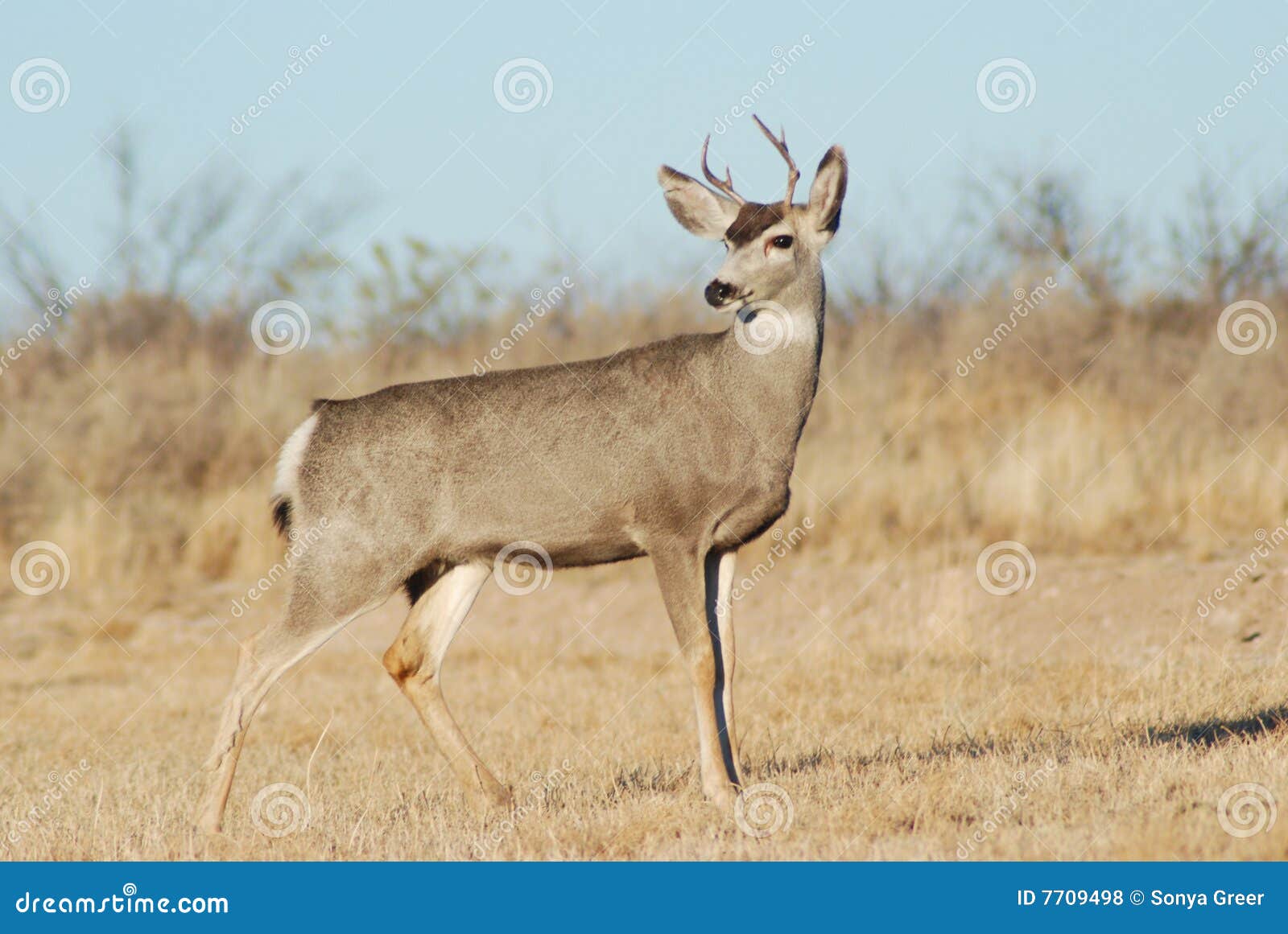 Mule Deer stock photo. Image of beauty, antlers, wildlife - 7709498