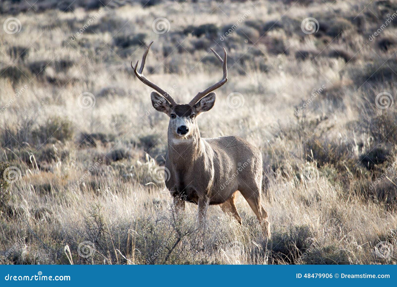 Mule Deer stock photo. Image of mountain, scenic, mule - 48479906