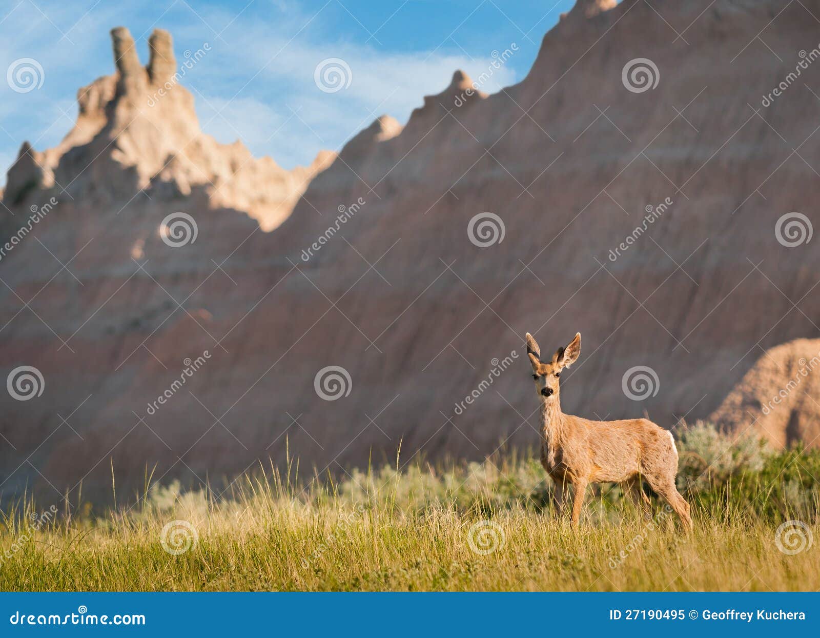 Mule Deer with Badlands Background Stock Image - Image of dakota ...