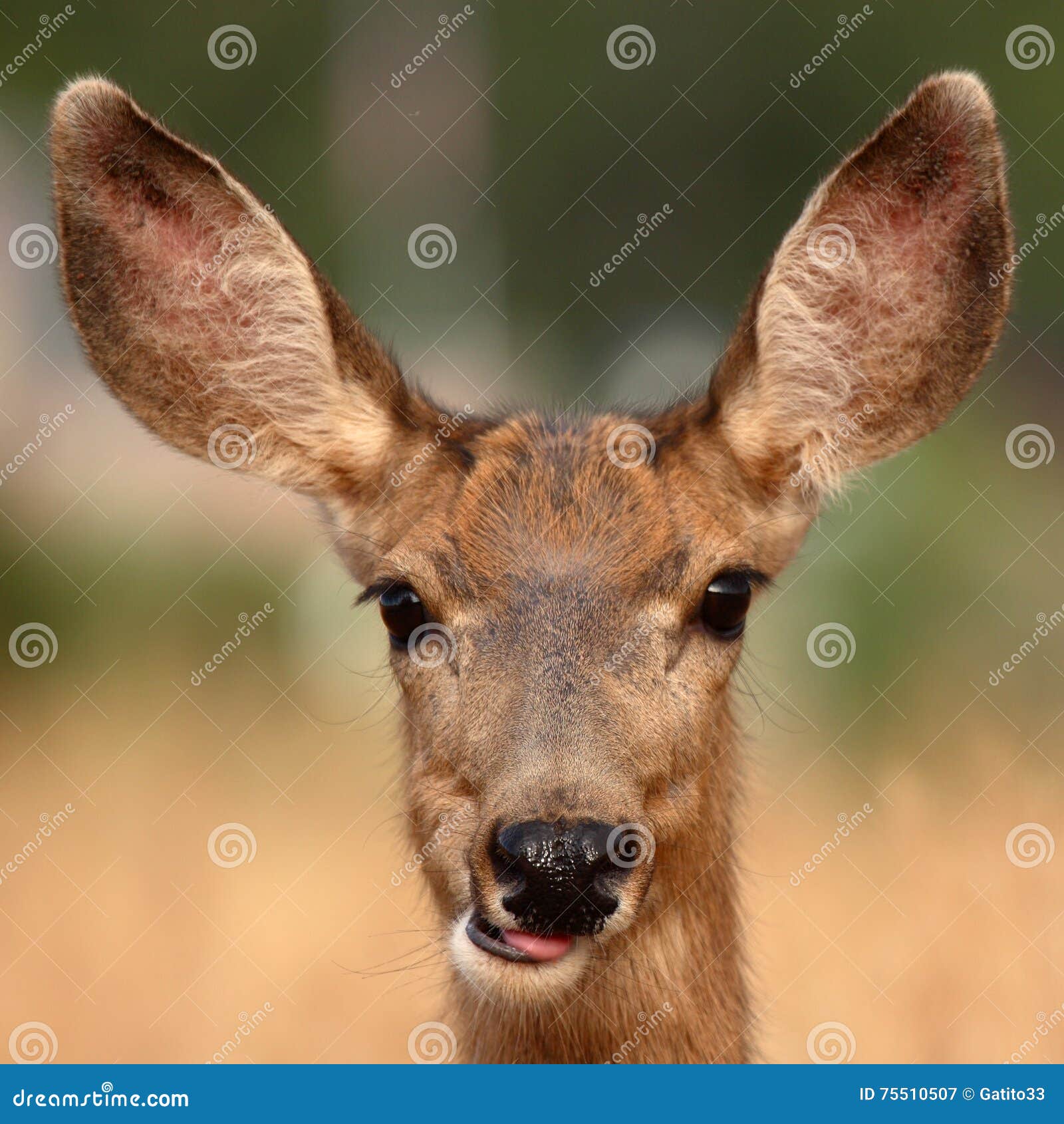Mule Deer Being Playful stock image. Image of playful - 75510507