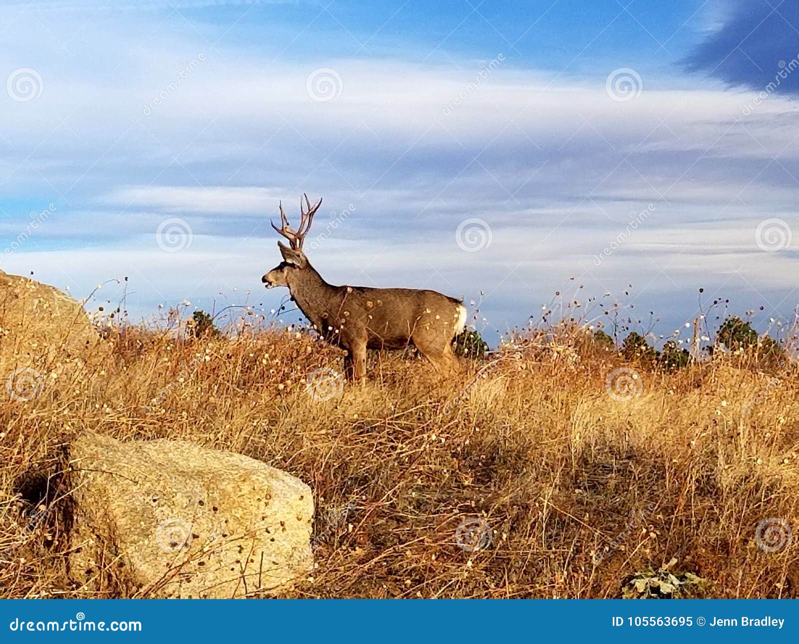 The Stance stock image. Image of mule, stances, deer - 105563695