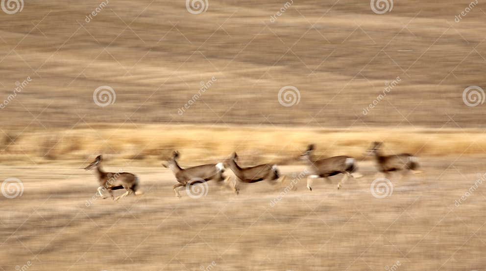 Mule Deer Bounding Across Prairie Stock Photo - Image of color ...