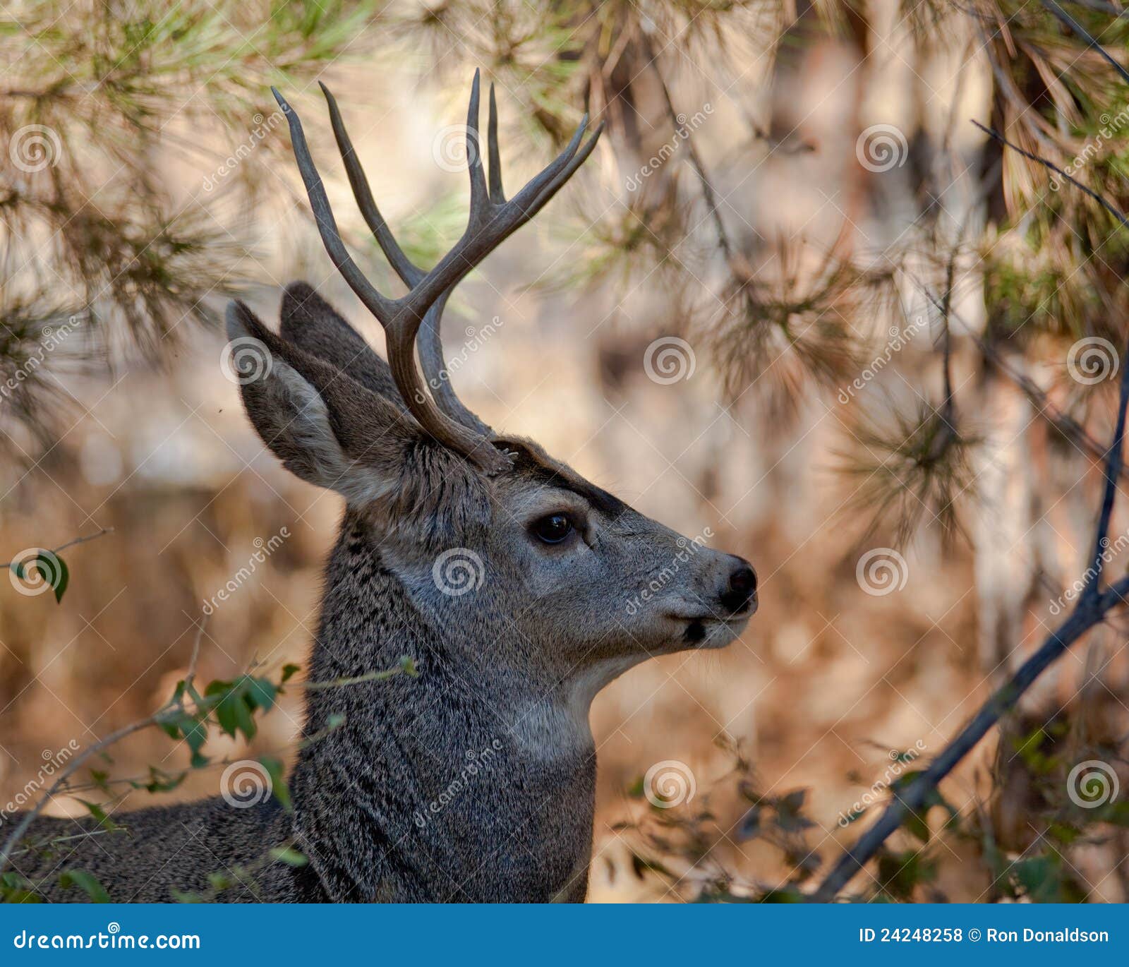 Mule Deer Buck stock photo. Image of wildlife, nature - 24248258