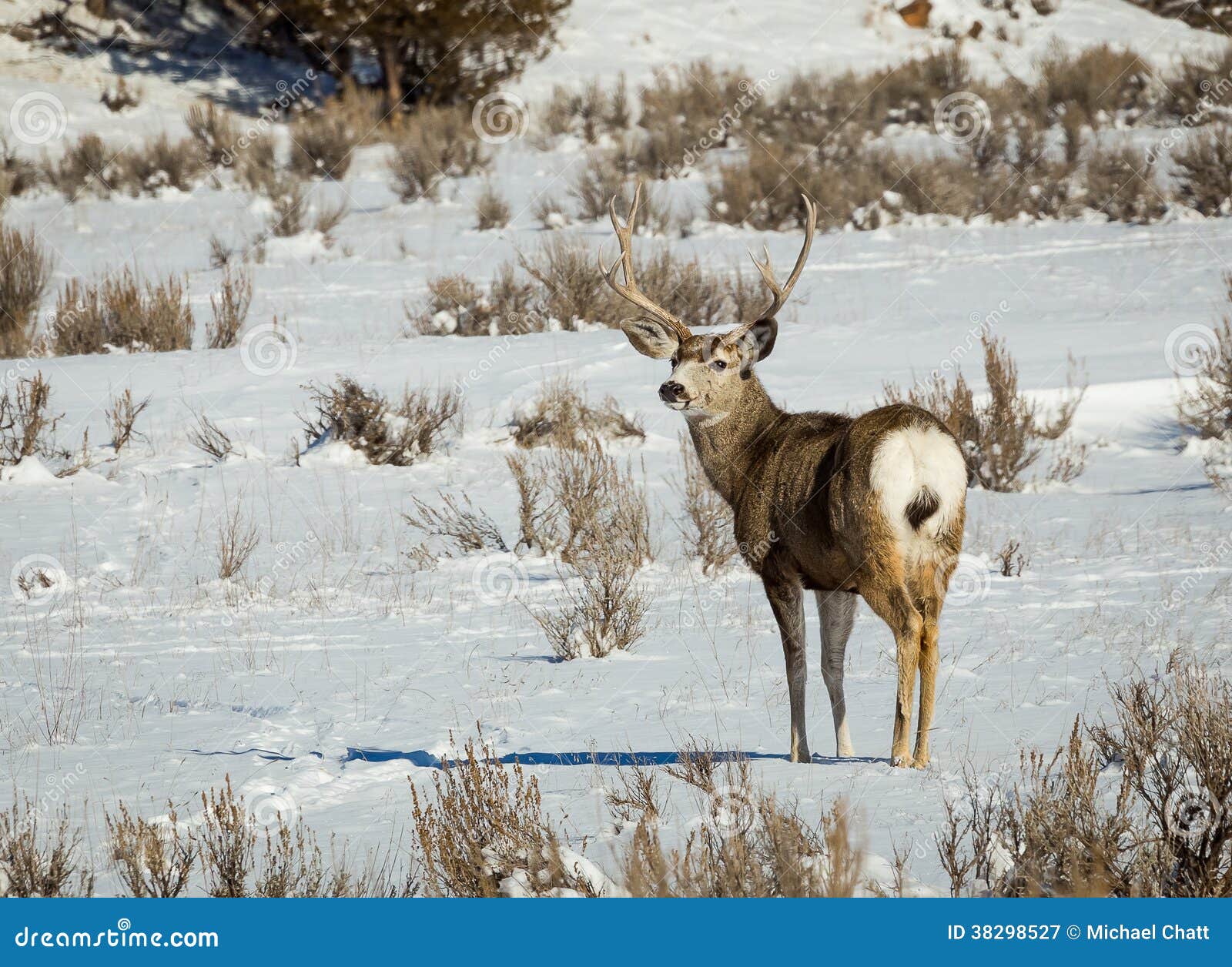 Mule Deer Buck stock image. Image of large, mammal, montana - 38298527