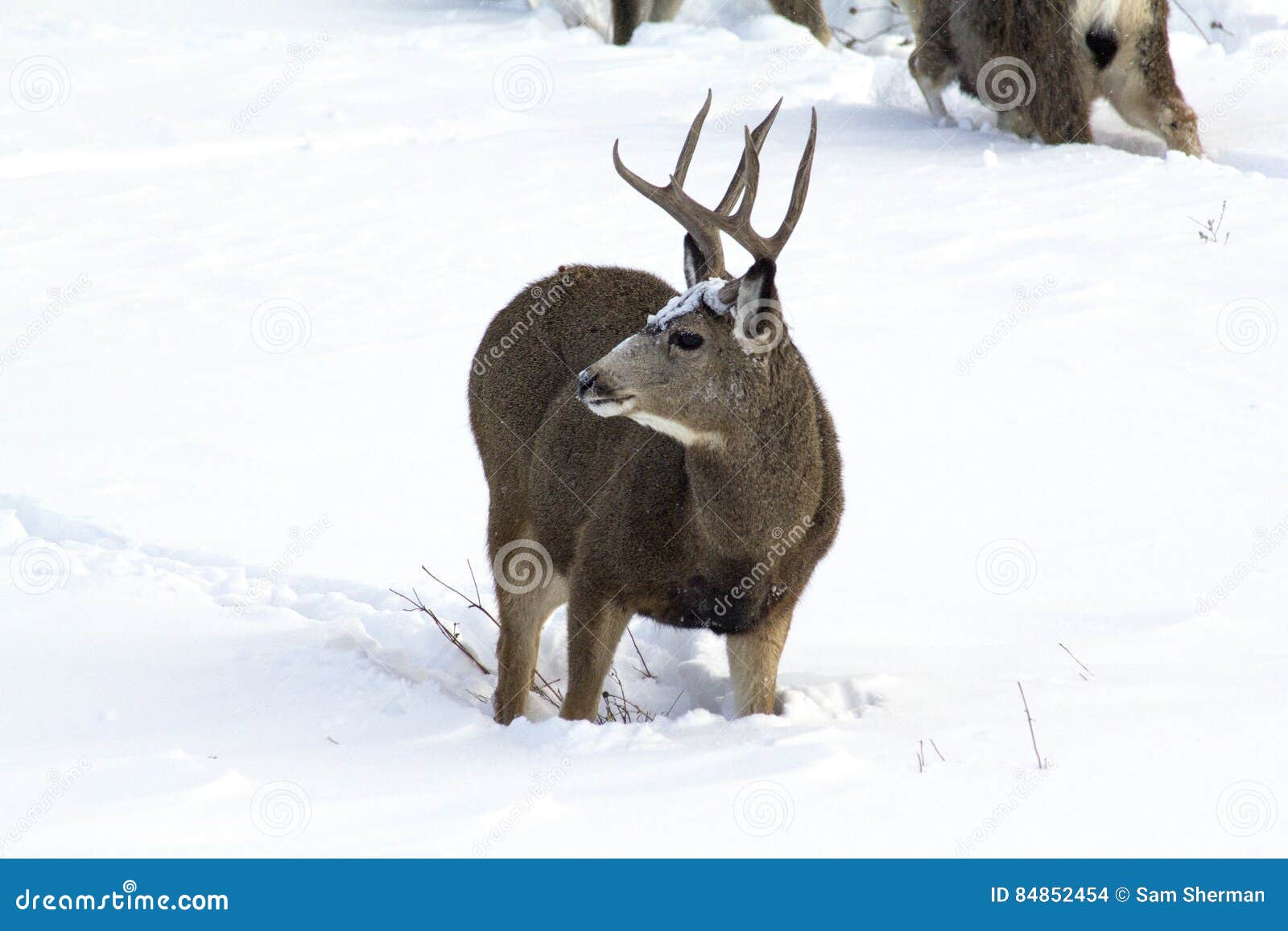 Mule Deer Buck on alert! stock photo. Image of buffalo - 84852454
