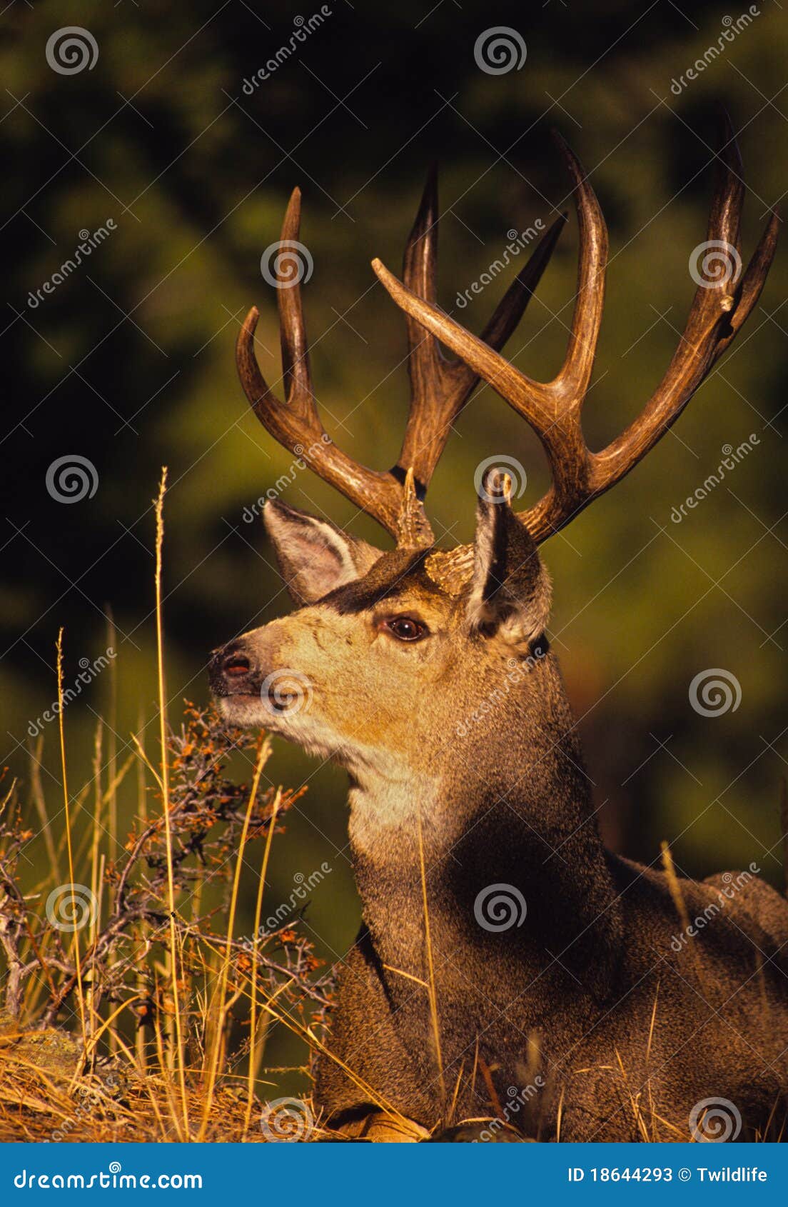 Mule Deer Buck Bedded stock image. Image of animal, nature - 18644293