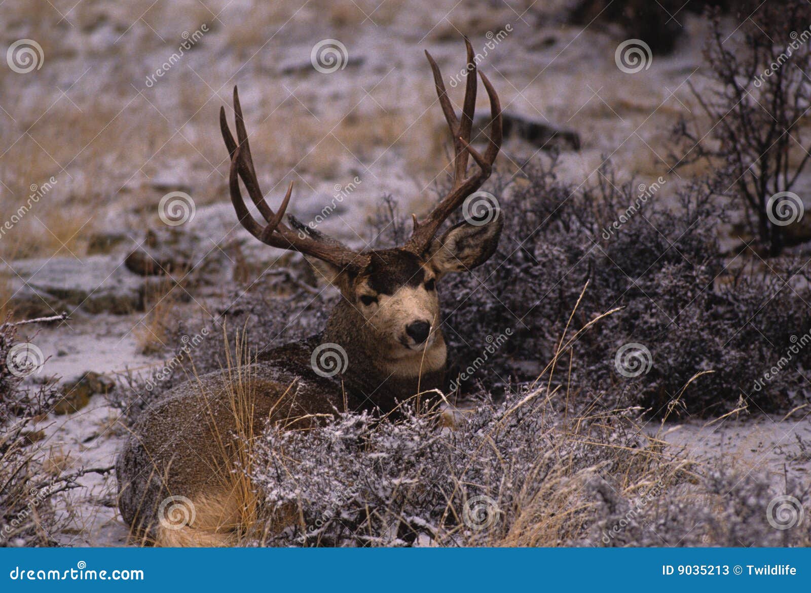 Mule Deer Buck Bedded stock image. Image of animal, trophy - 9035213