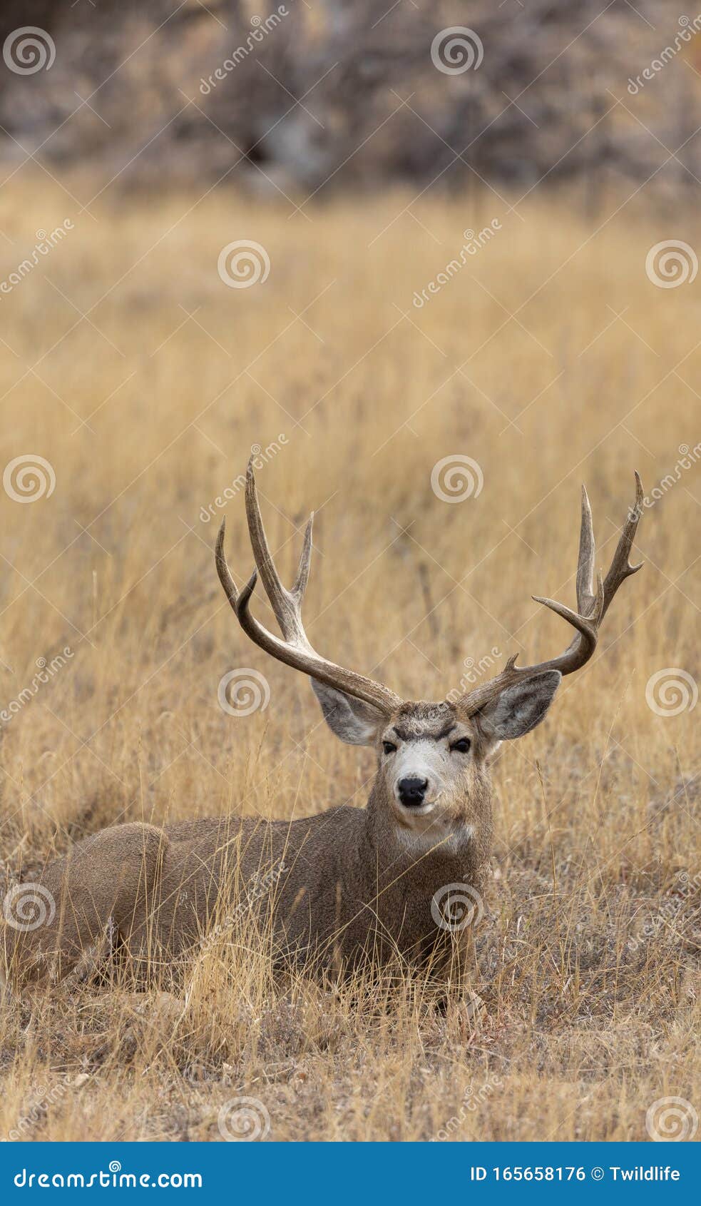 Mule Deer Buck Bedded in Autumn Stock Photo - Image of fall, wildlife ...