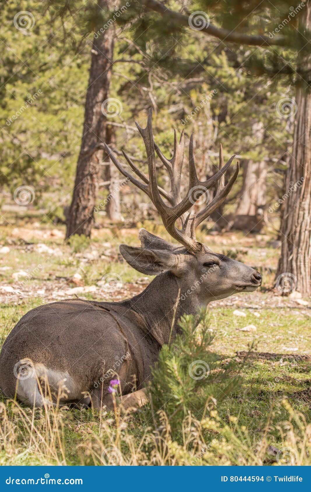 Mule Deer Buck Bedded stock photo. Image of arizona, deer - 80444594