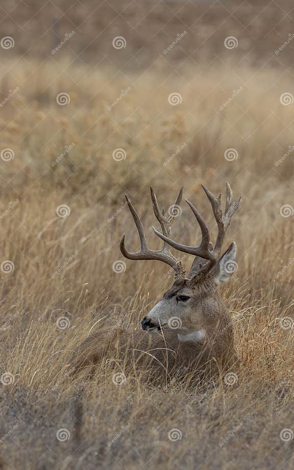Mule Deer Buck Bedded in Fall Stock Photo - Image of stag, ungulate ...