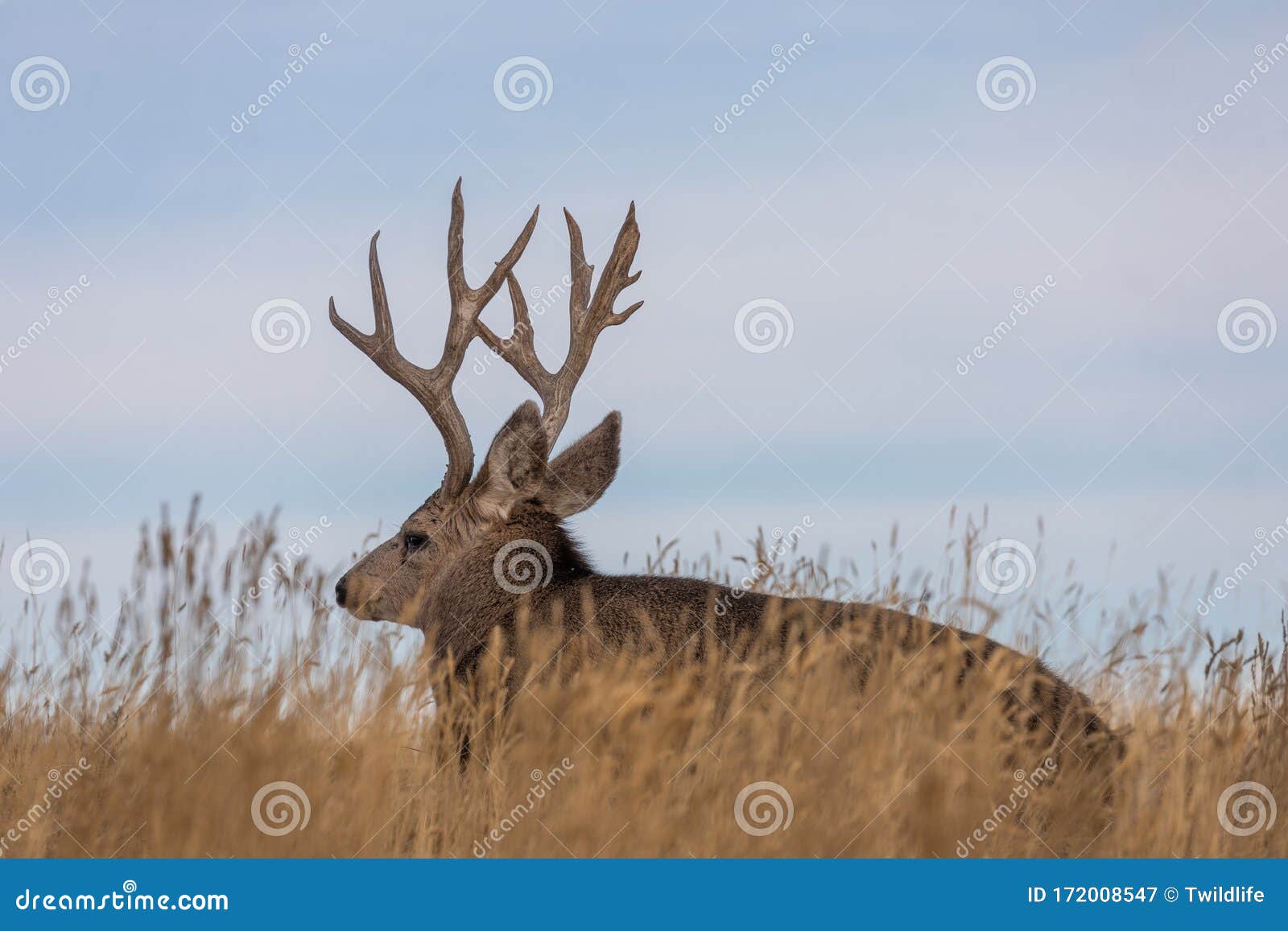 Mule Deer Buck Bedded in Fall Stock Image - Image of autumn, fall ...