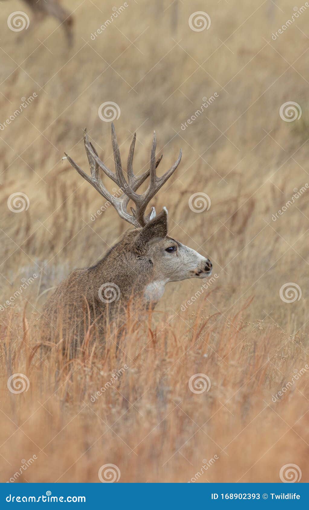 Mule Deer Buck Bedded in Fall Stock Image - Image of stag, mule: 168902393