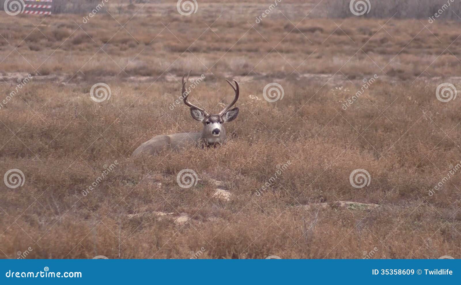 Mule Deer Buck Bedded stock footage. Video of wildlife - 35358609