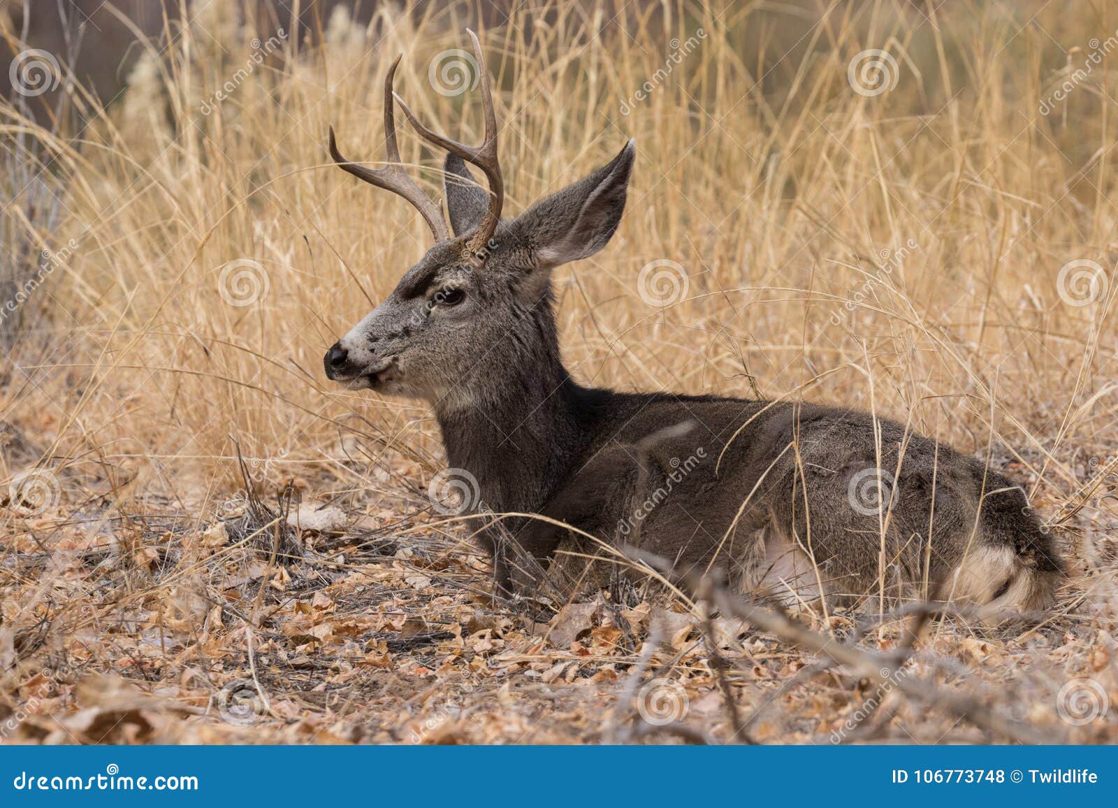 Mule Deer Buck Bedded stock photo. Image of wild, utah - 106773748