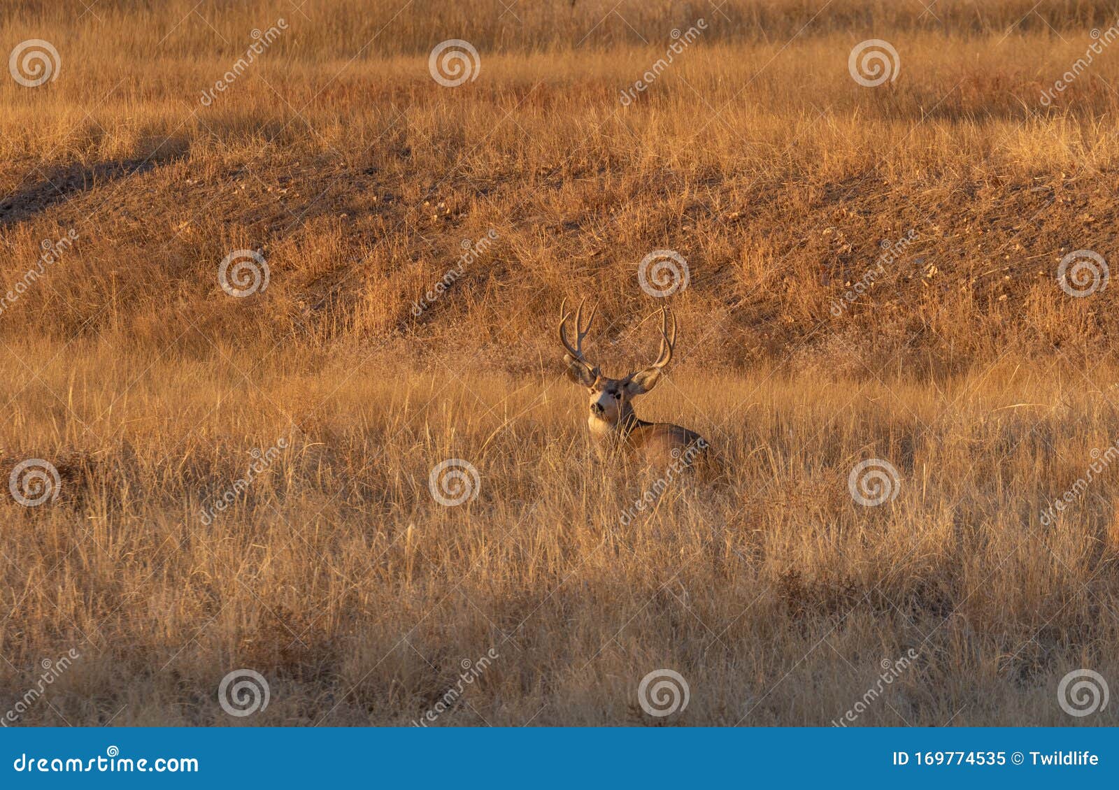 Mule Deer Buck bedded stock image. Image of buck, rutting - 169774535