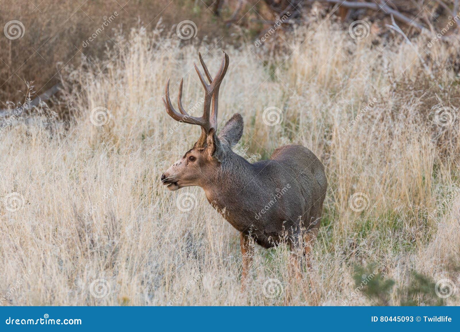 Mule Deer Buck stock image. Image of forest, mammal, mule - 80445093