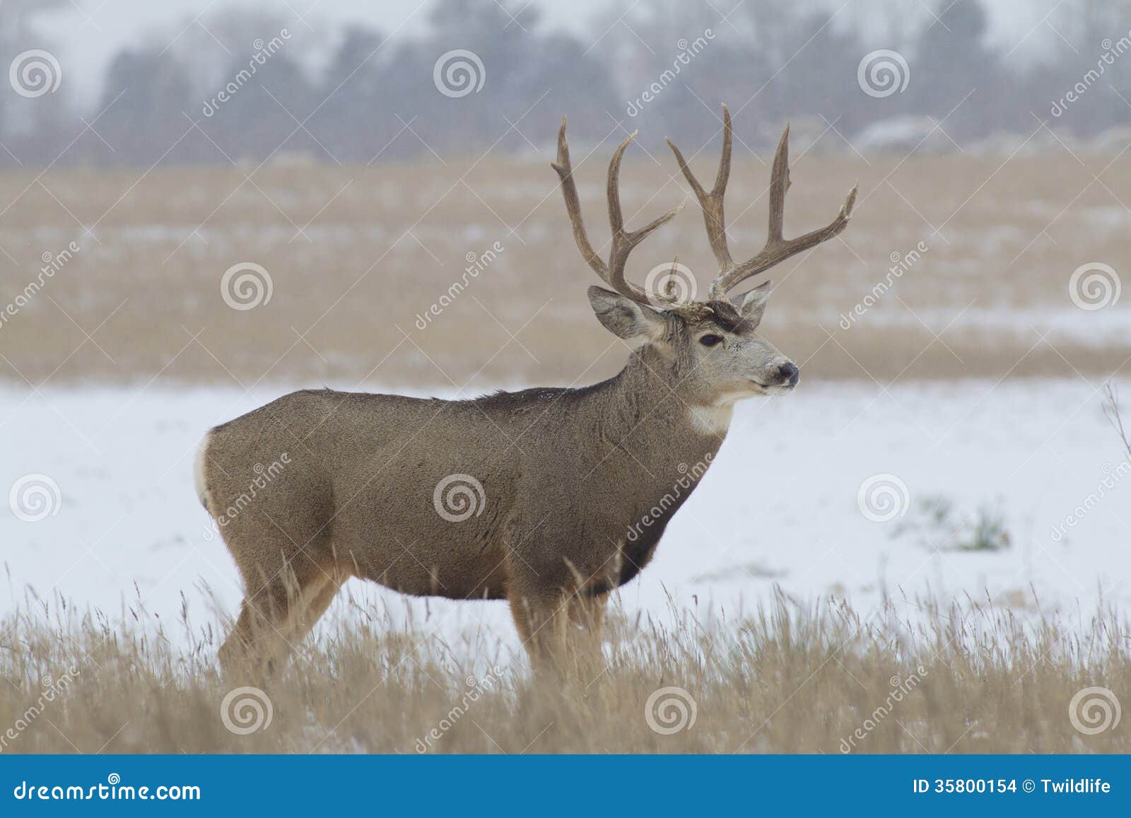 Mule Deer Buck Broadside stock photo. Image of mammal - 35800154