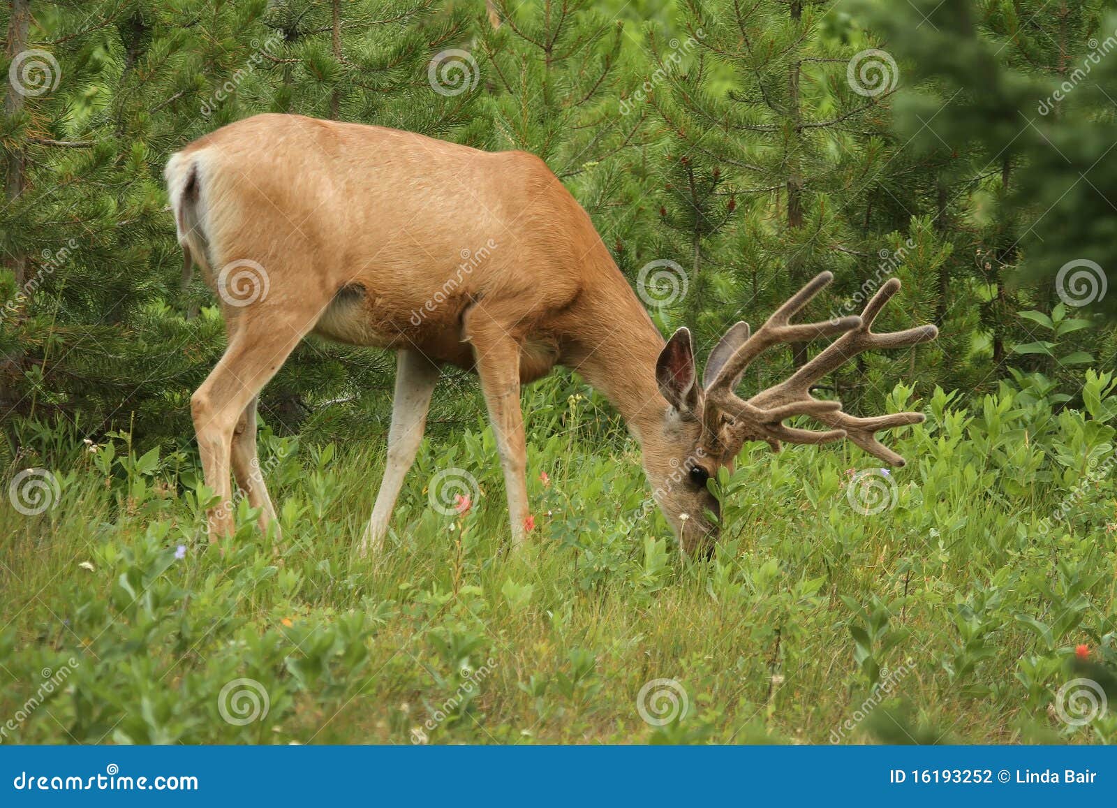 Mule Deer buck browsing stock photo. Image of eating - 16193252