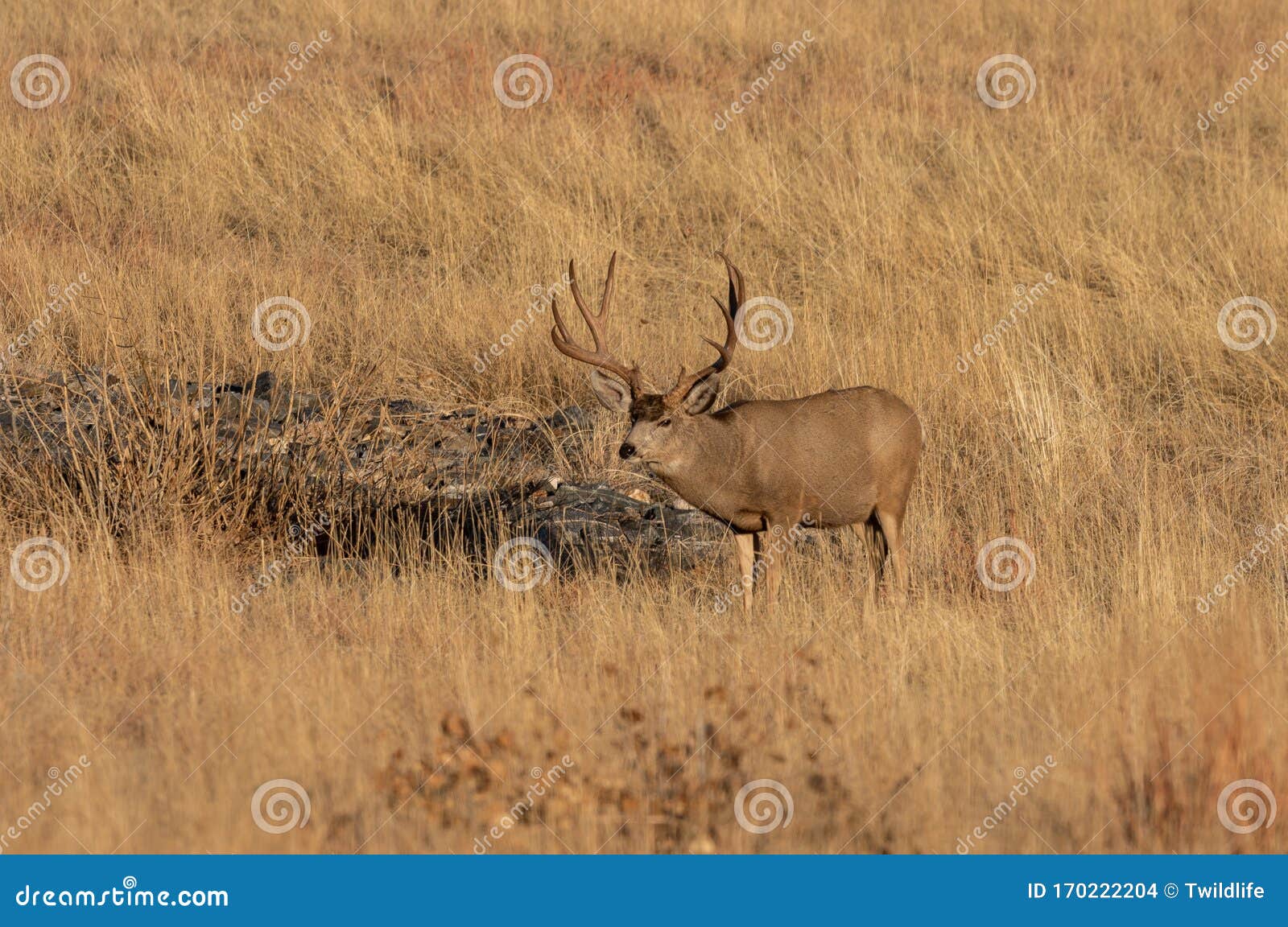 Mule Deer Buck in Fall in Colorado Stock Photo - Image of mule, buck ...