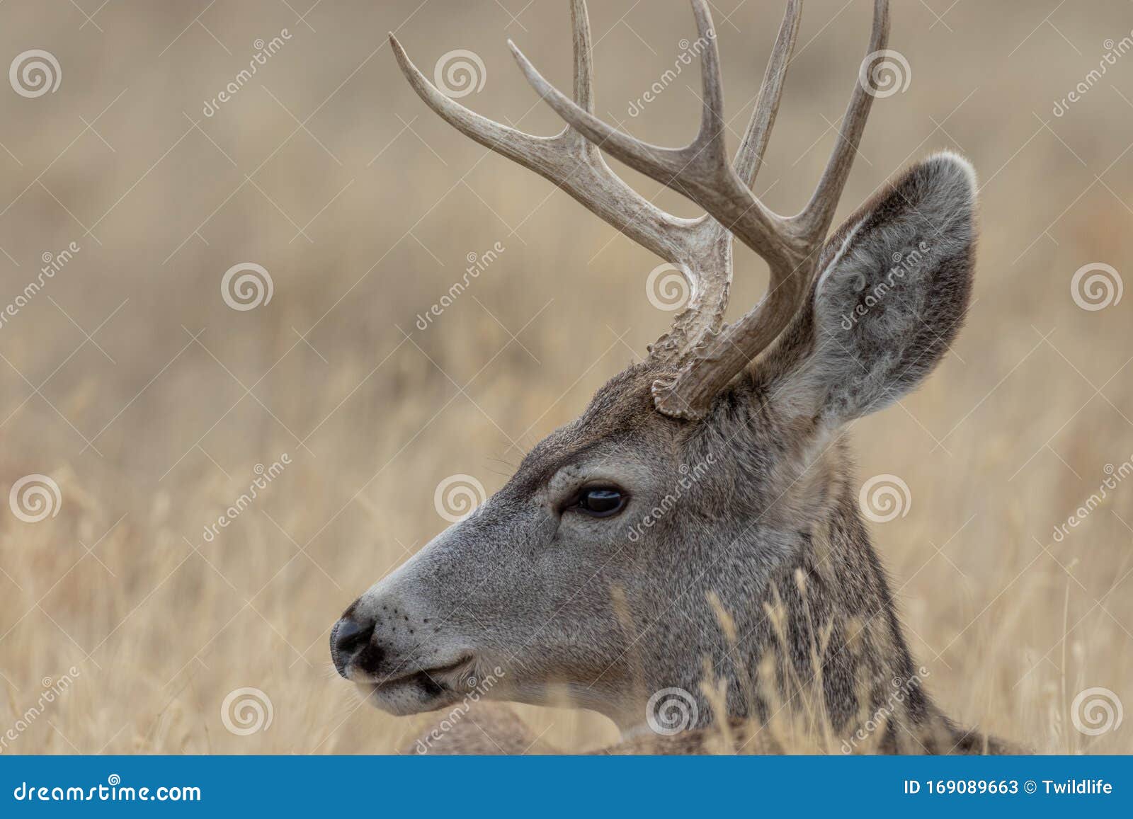 Mule Deer Buck Portrait in Fall Stock Image - Image of ungulate, buck ...