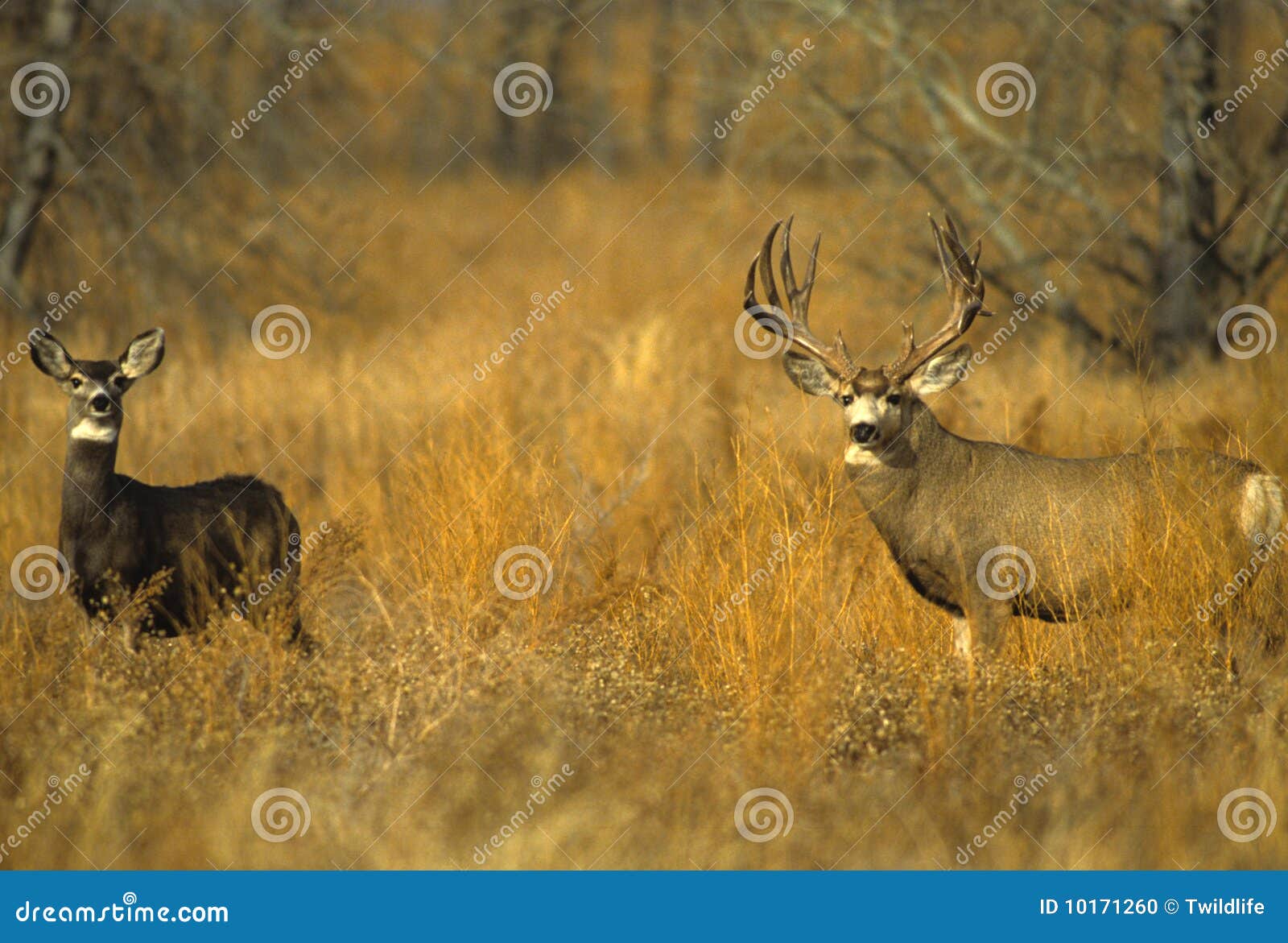 Mule Deer Staring Into The Distance On A Hill With Pine Trees In ...