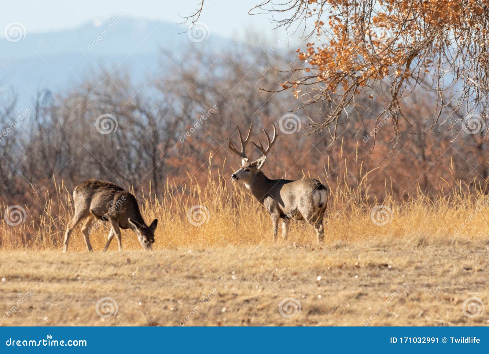 Mule Deer Buck with Doe in the Rut Stock Image - Image of buck, mule ...