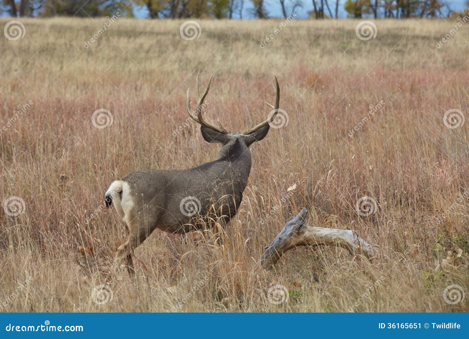 Mule Deer Buck Facing Away stock image. Image of antlers - 36165651