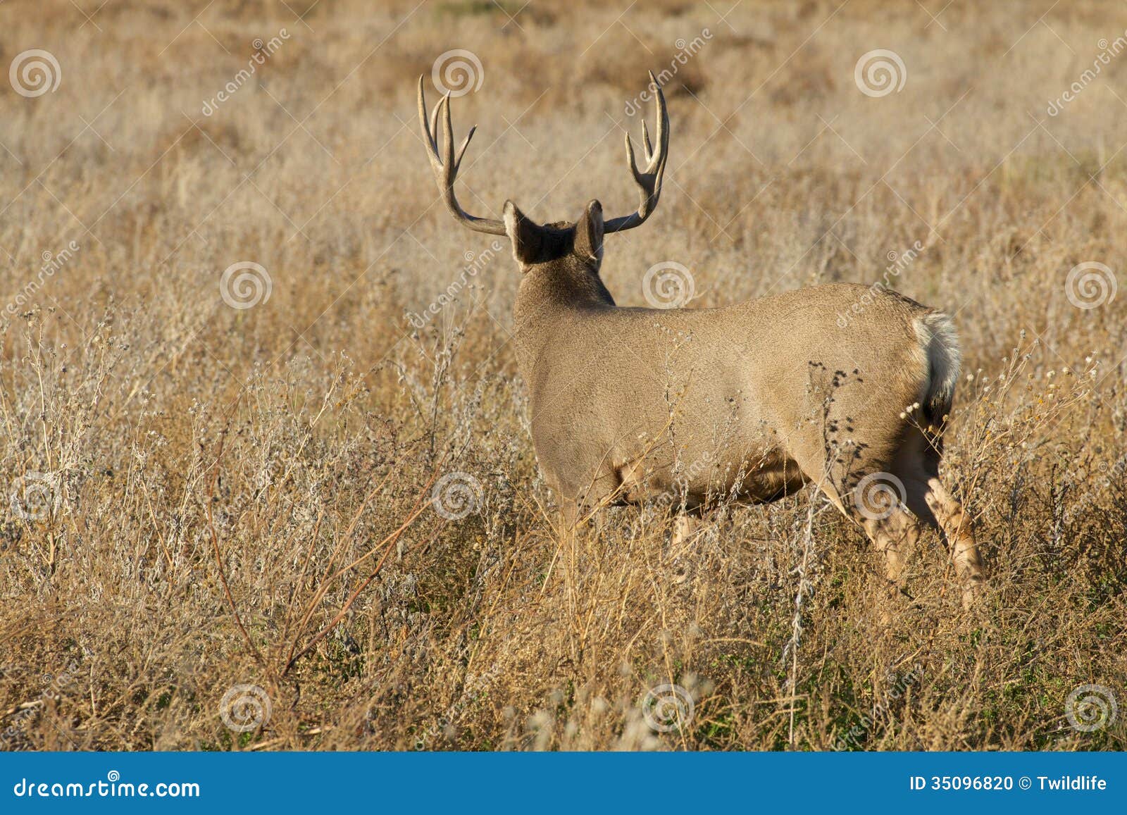 Mule Deer Buck Facing Away stock photo. Image of buck - 35096820