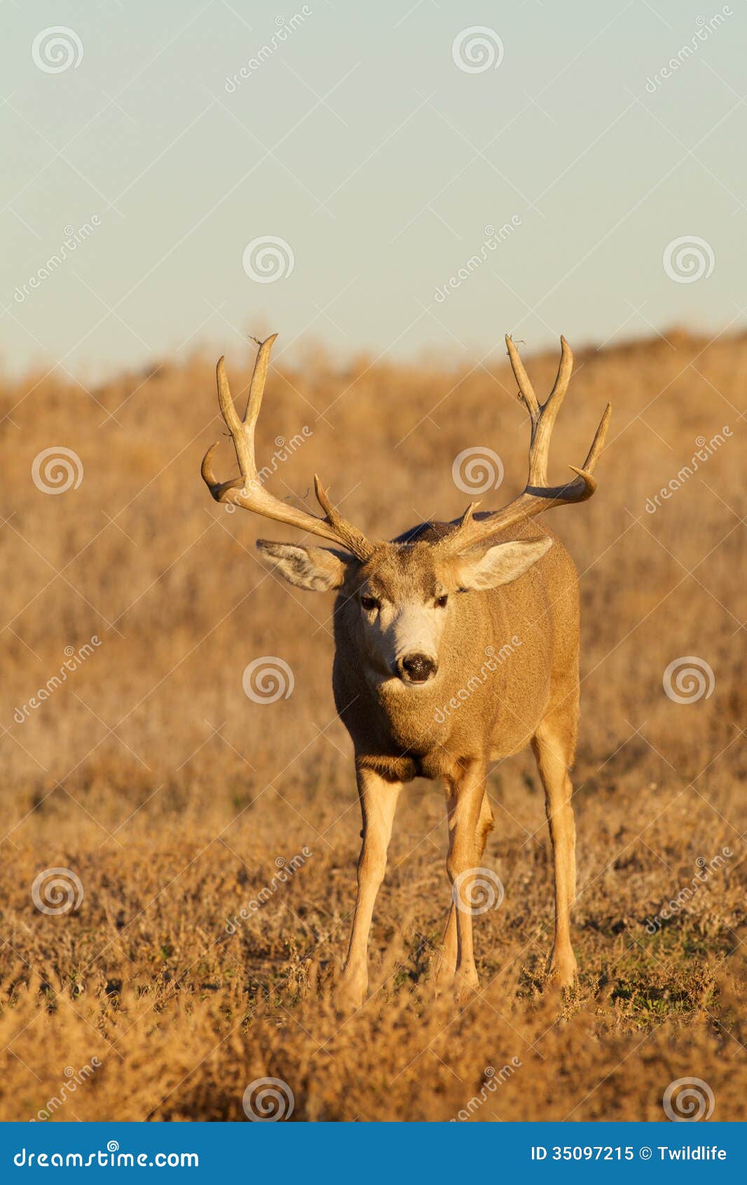 Mule Deer Buck Facing Head on Stock Image - Image of hoofed, wildlife ...