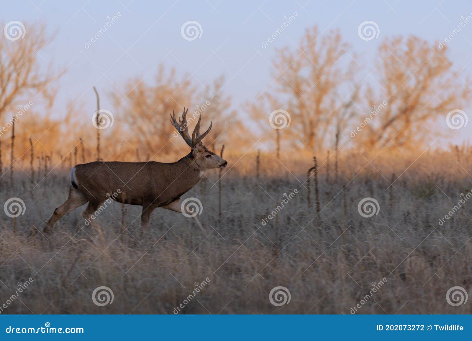 Mule Deer Buck in Fall stock photo. Image of buck, colorado - 202073272
