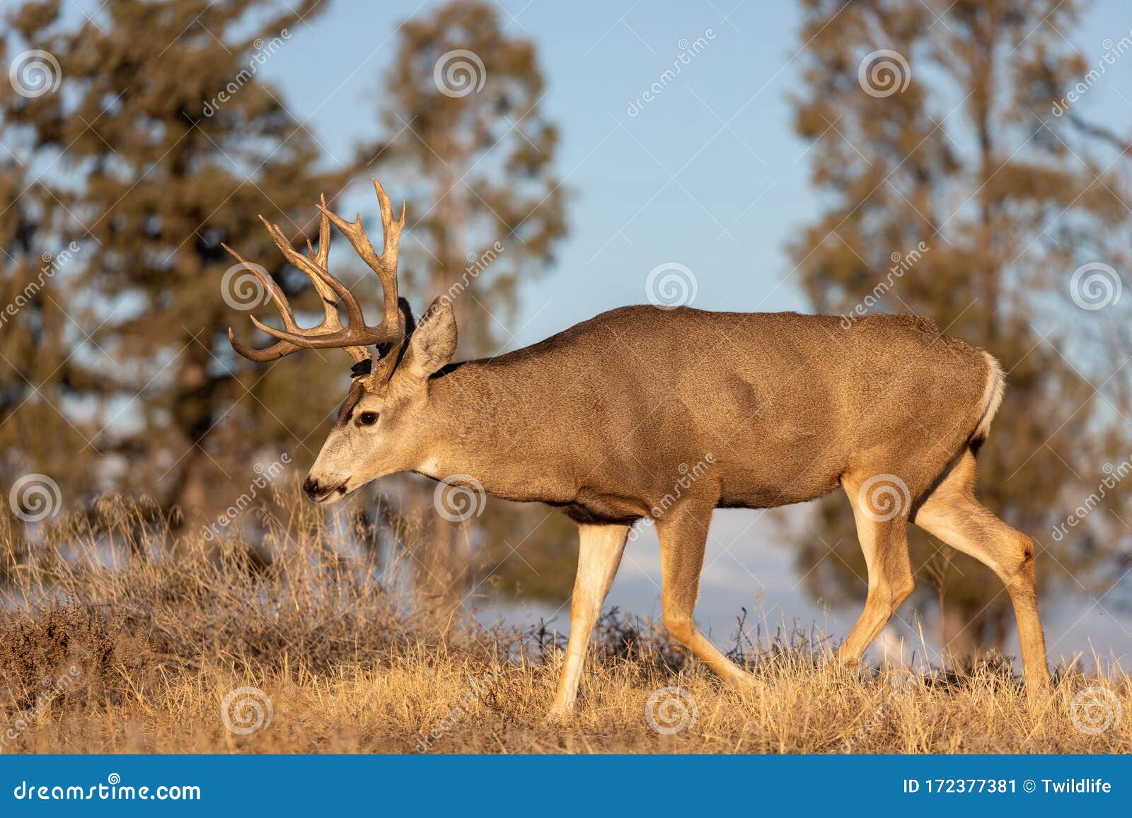 Mule Deer Buck in Fall in Colorado Stock Image - Image of rutting ...