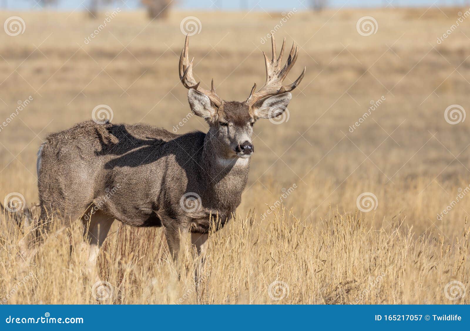 Mule Deer Buck in Fall stock image. Image of autumn - 165217057