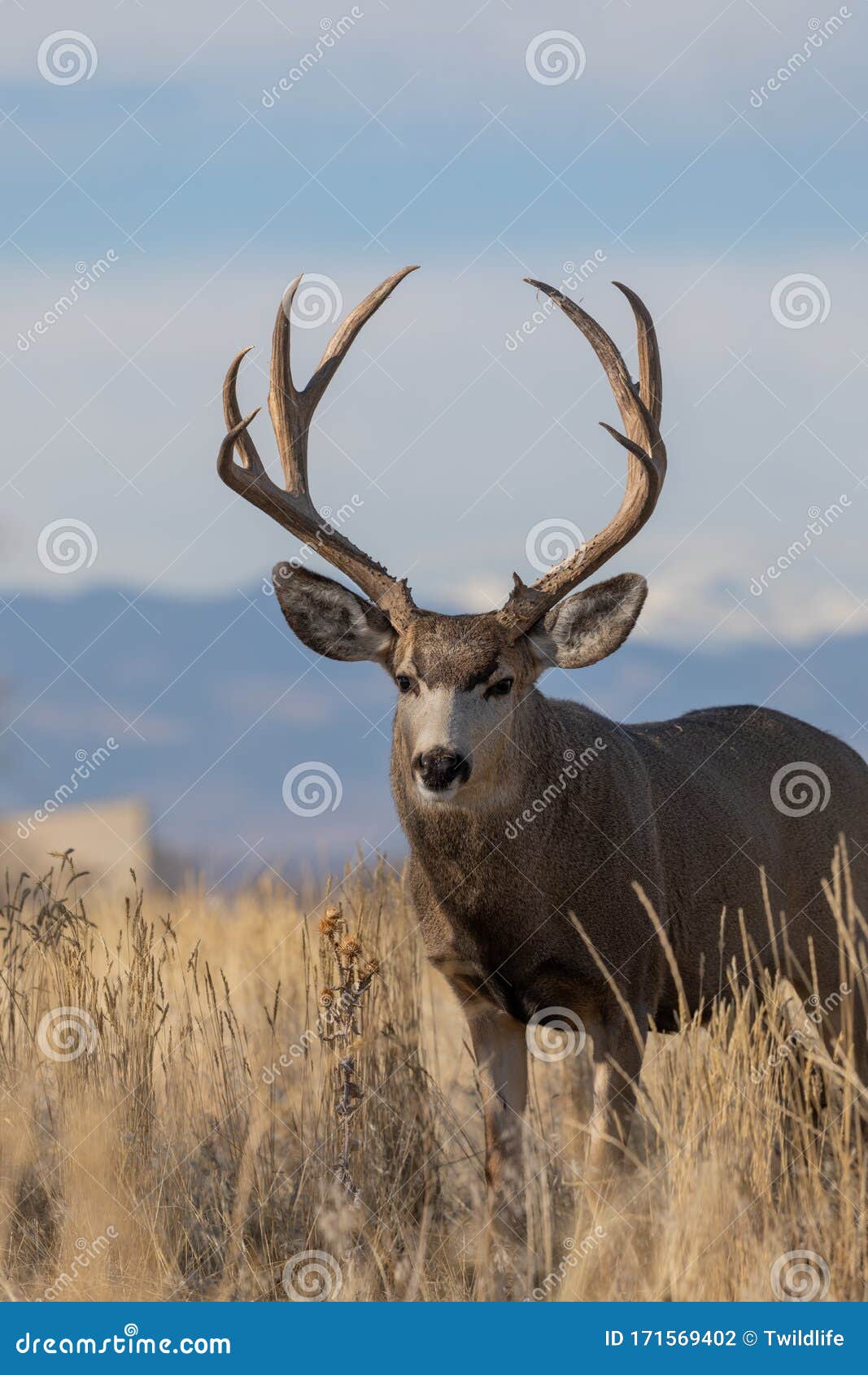 Mule Deer Buck in Fall stock photo. Image of nature - 171569402