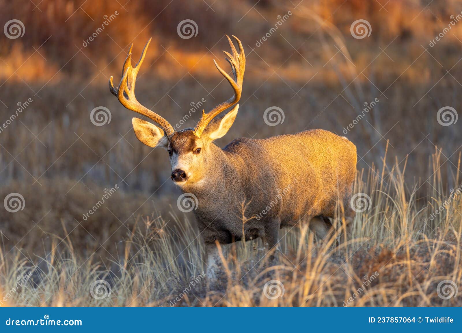 Mule Deer Buck in Fall in Colorado Stock Photo - Image of wild ...