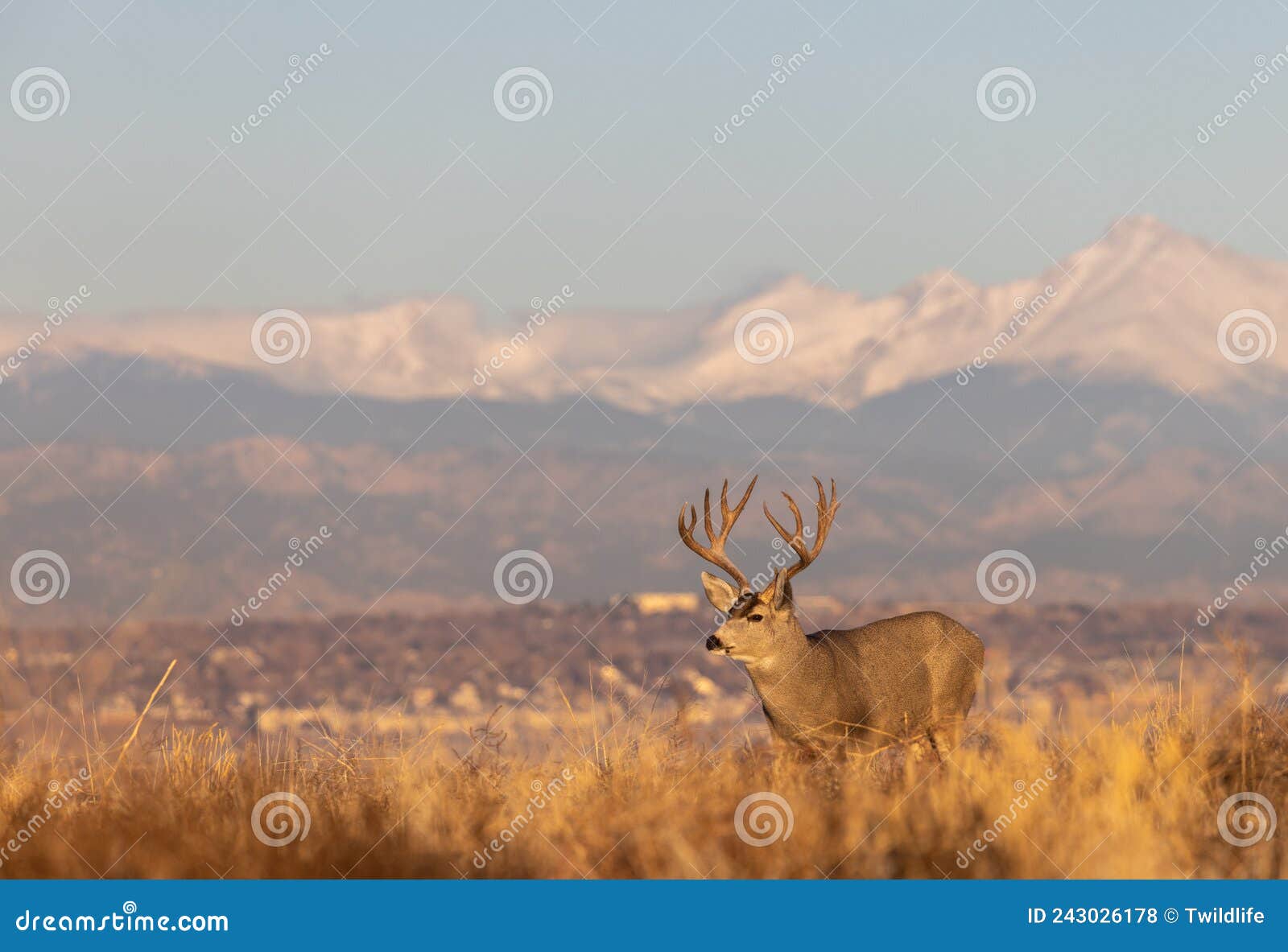 Mule Deer Buck in Fall in Colorado Stock Photo - Image of wildlife ...