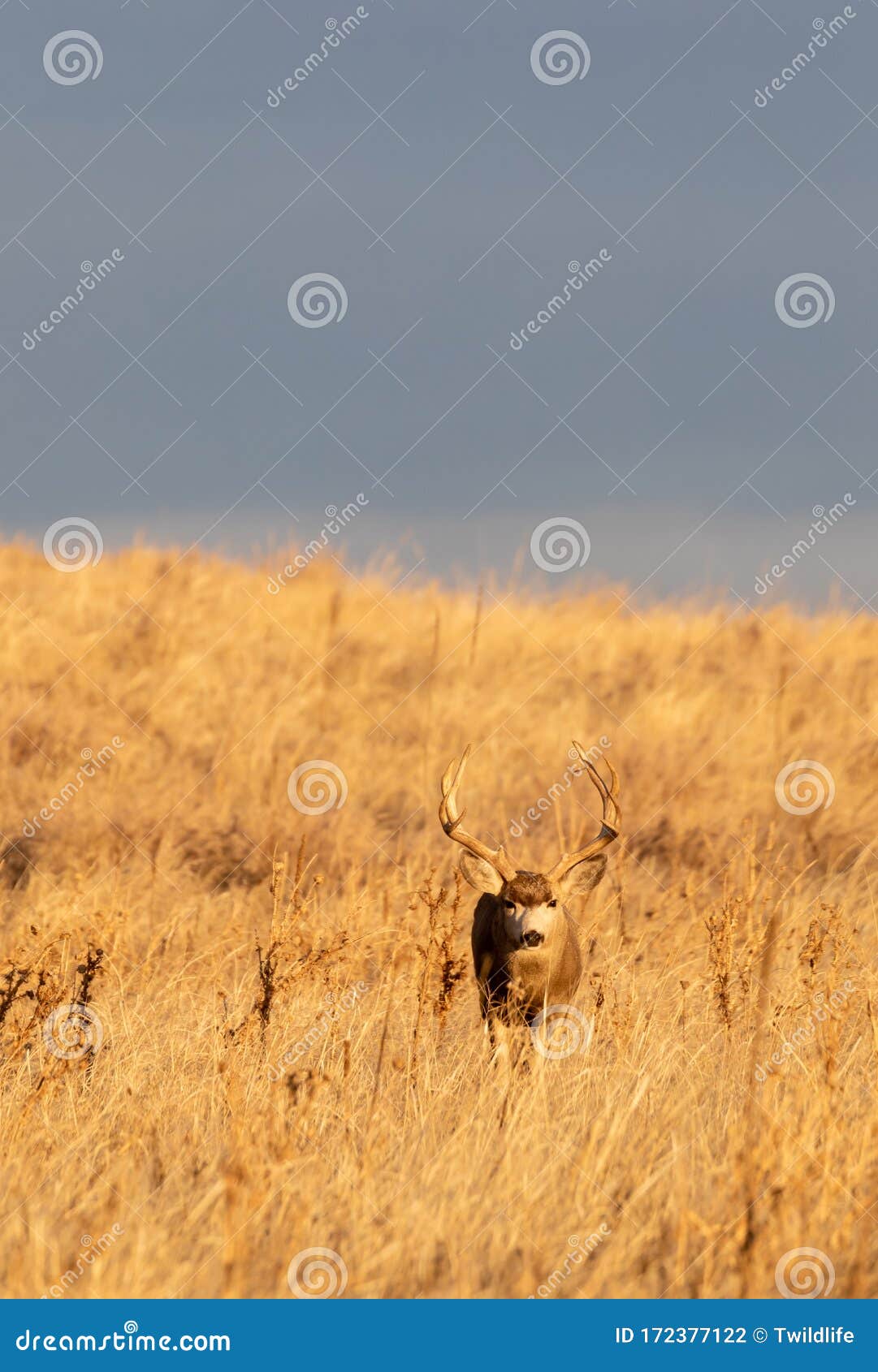 Mule Deer Buck in Fall stock photo. Image of rutting - 172377122