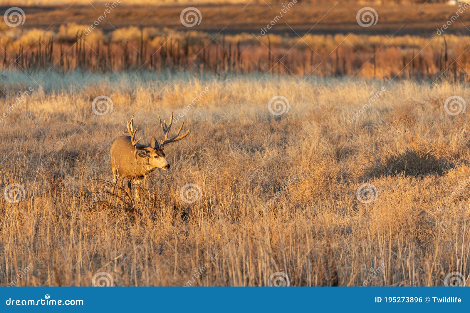 Mule Deer Buck in the Fall Rut Stock Photo - Image of nature, outdoors ...