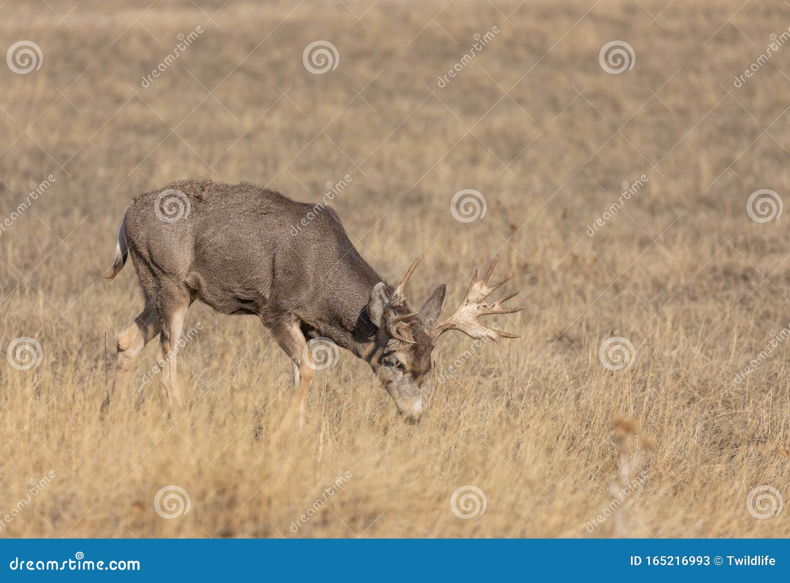 Mule Deer Buck in the Fall Rut Stock Image - Image of wild, fall: 165216993