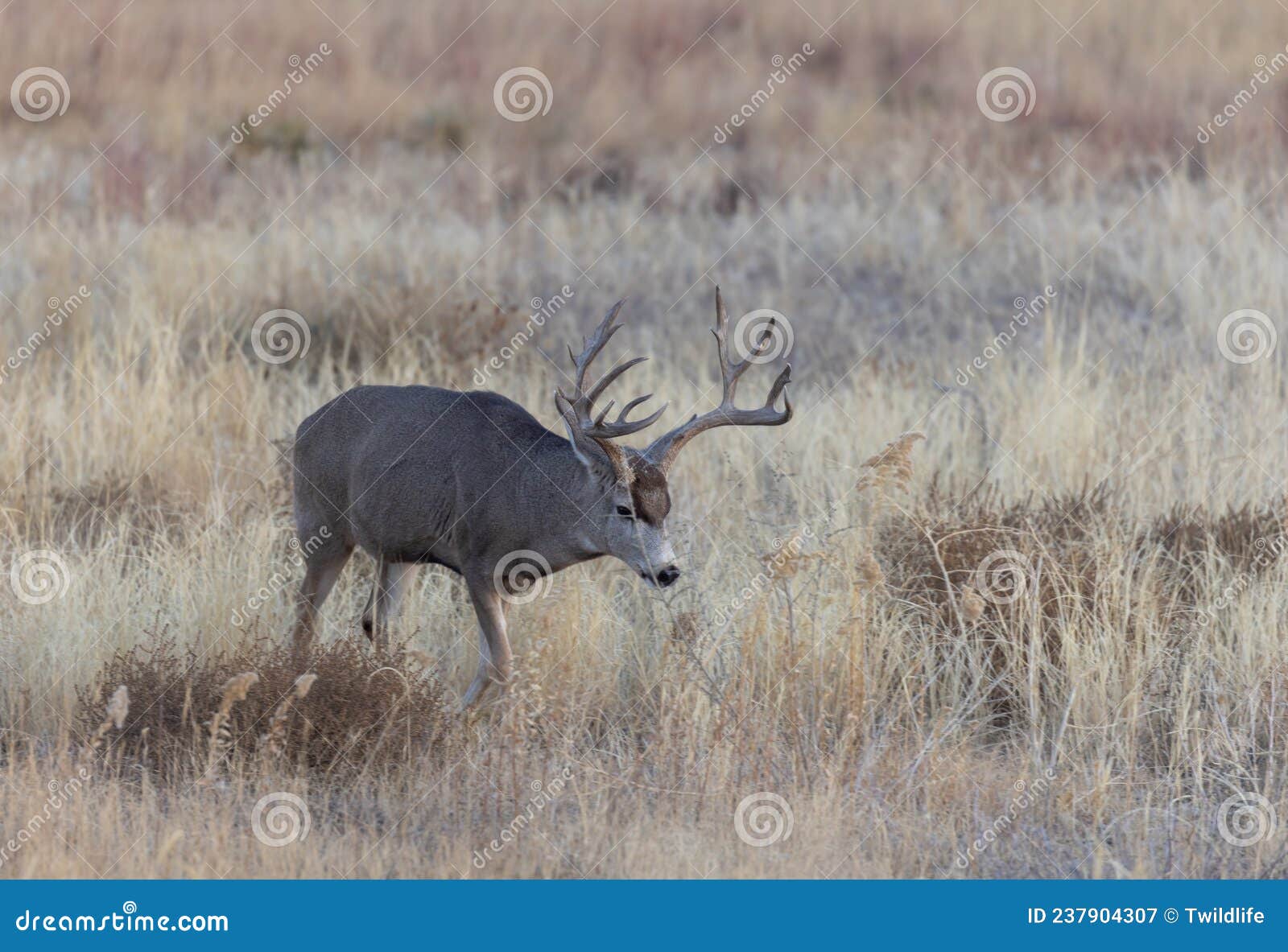 Buck Mule Deer in Fall stock image. Image of wildlife - 237904307