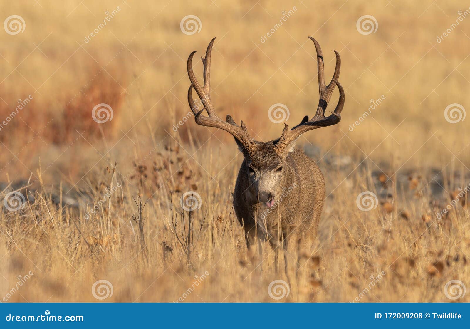 Mule Deer Buck in the Fall Rut Stock Photo - Image of buck, wildlife ...