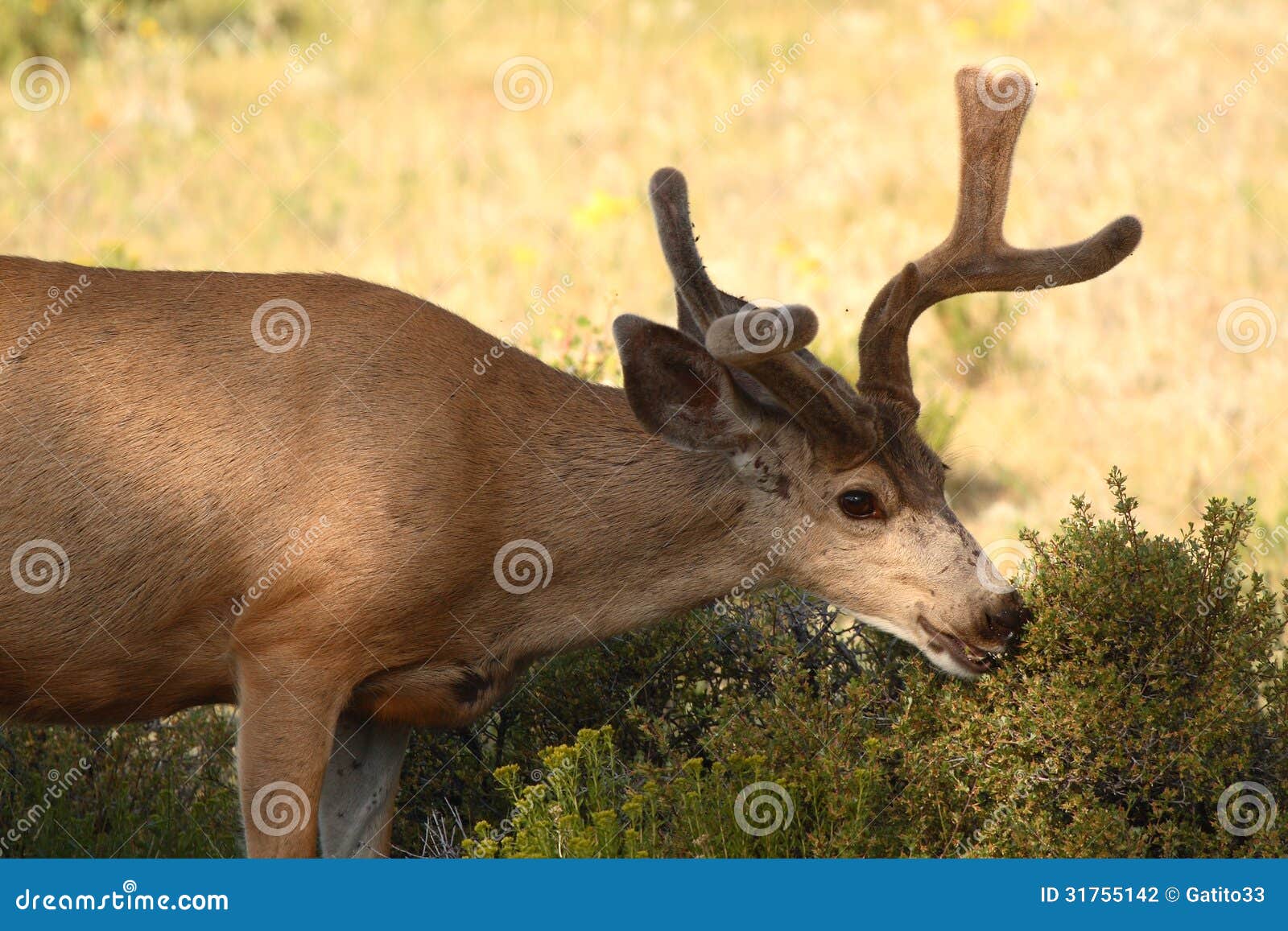 Mule Deer Buck Feeding stock photo. Image of colorado - 31755142