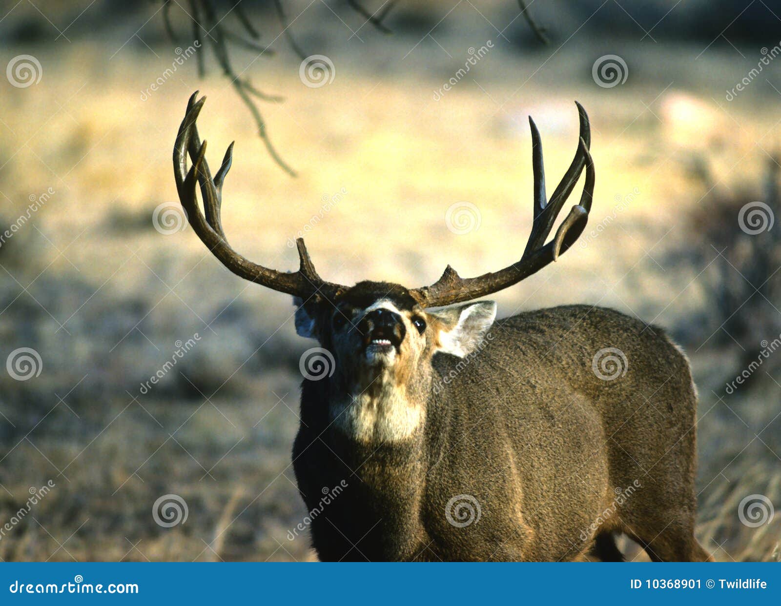 Mule Deer Buck Flemming stock image. Image of rocks, mountain - 10368901