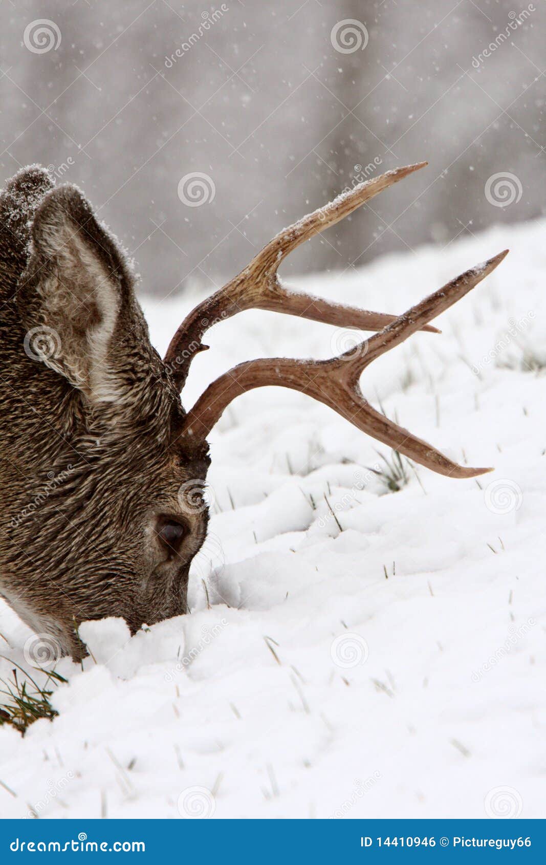 Mule Deer buck grazing stock photo. Image of ecosystem - 14410946